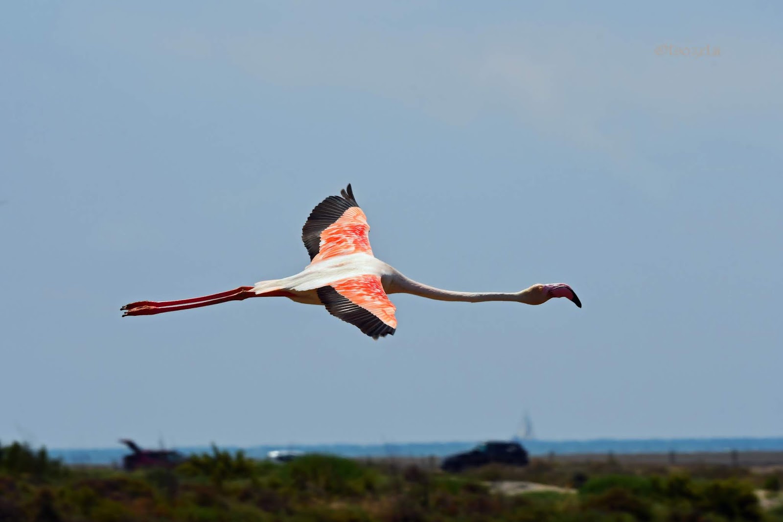 Nómadas de la imagen: FLAMENCO VOLANDO.