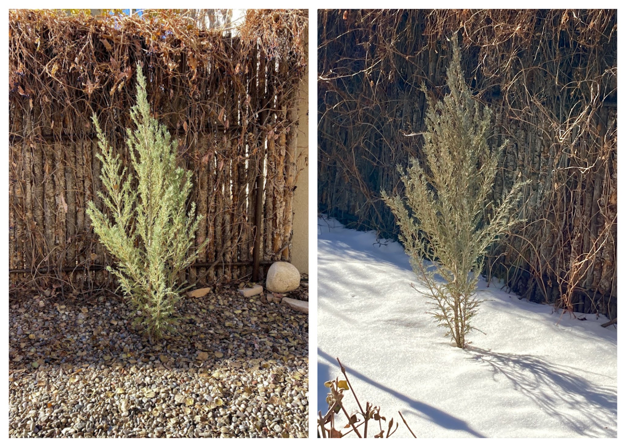 The Plants at Walking Rain: Juniper / Juniperus scopulorum