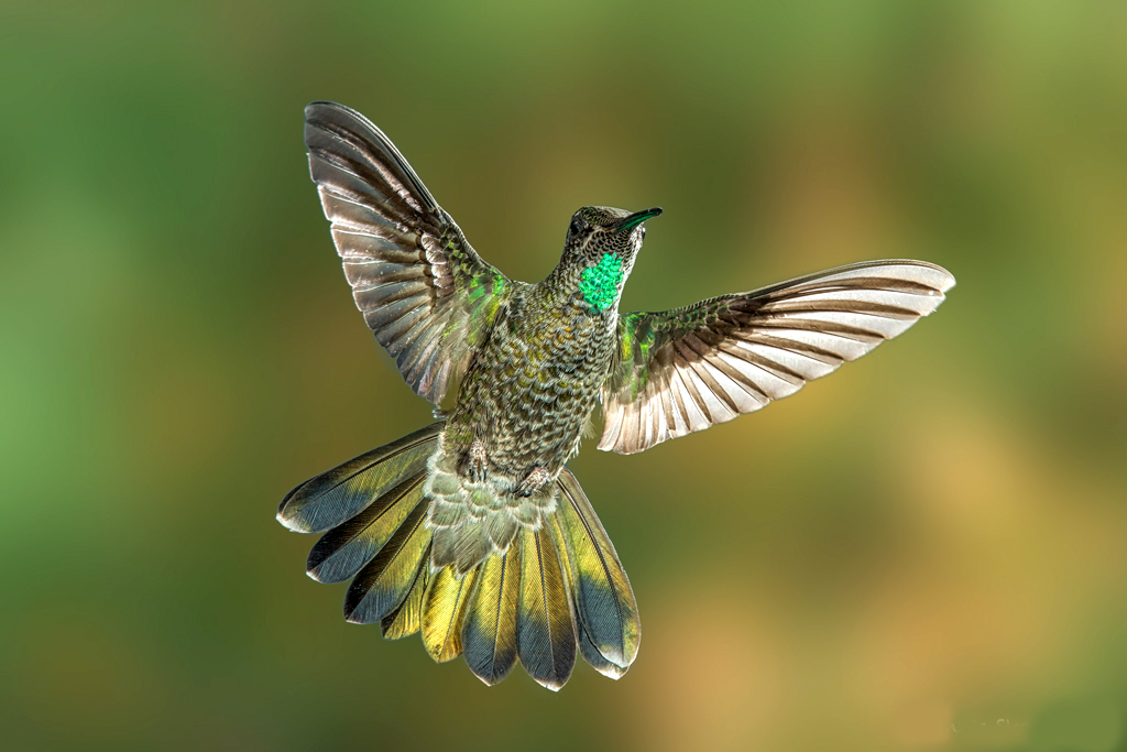 Bellas Aves de El Salvador: Eugenes fulgens (colibrí magnífico)