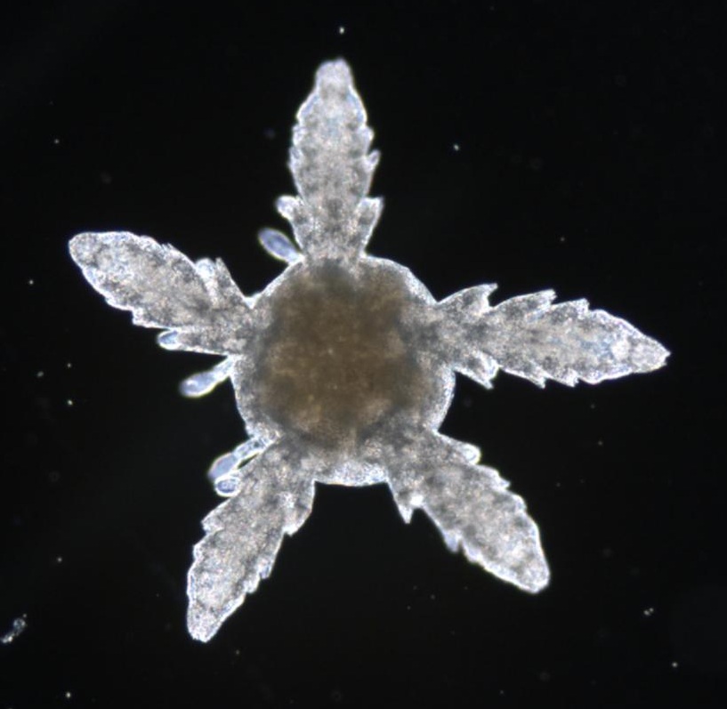 Invertebrate Embryology: Brooded ophiuroid juveniles