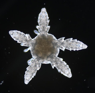 Invertebrate Embryology: Brooded ophiuroid juveniles