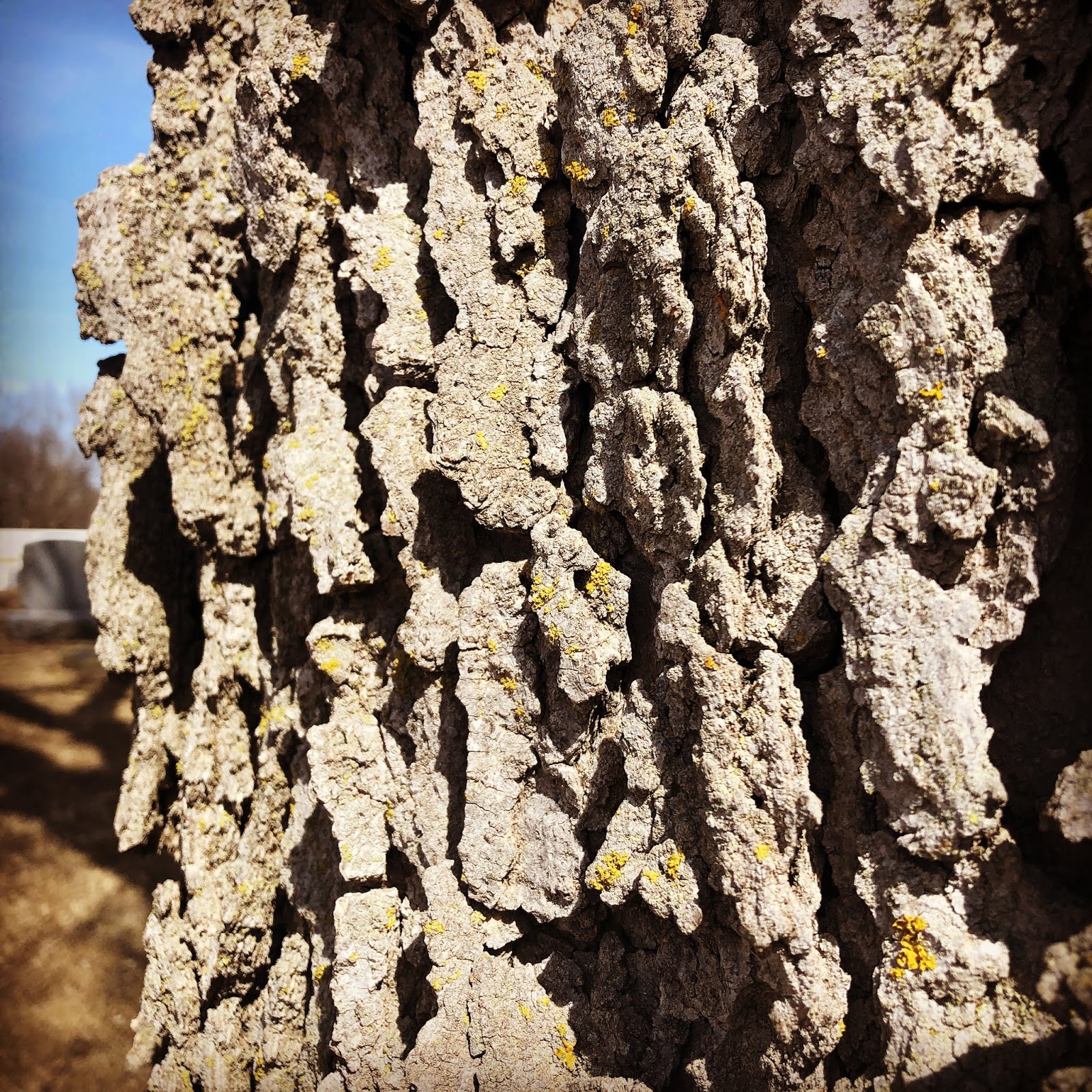 Green-Wood Cemetery Trees