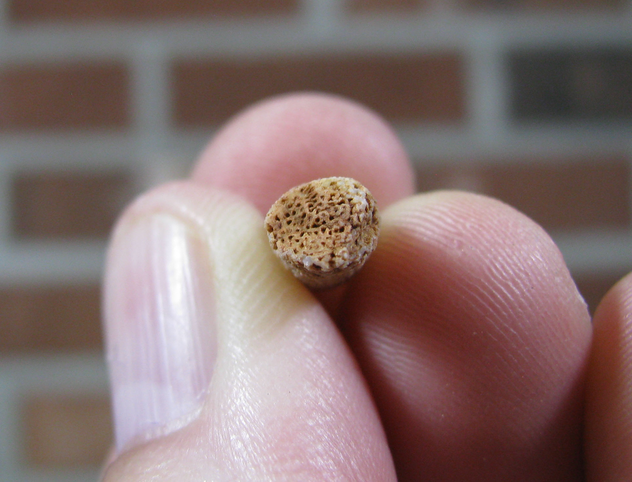 Views of the Mahantango: Alveolites or Cladopora sp. coral from the ...