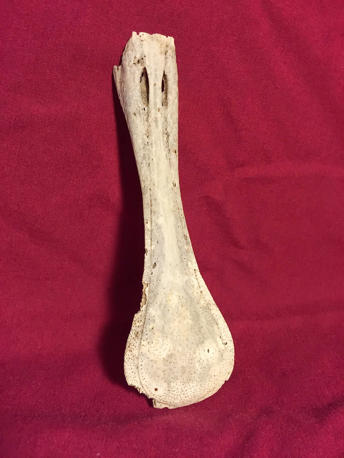 The Nature Geek: Revealing the Mystery of Bones