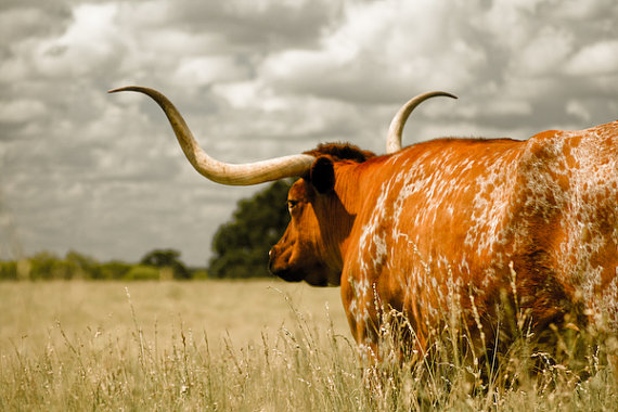 12 Excellent Pictures of Longhorn Cattle | Gallery Archive , Wallpapers