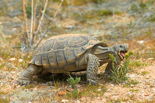 Desert Tortoise | Info and Photos | The Wildlife