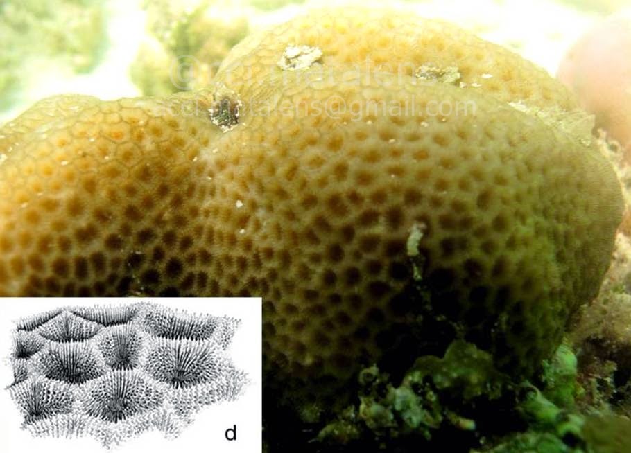 Pamacca: Bentuk Pertumbuhan Karang