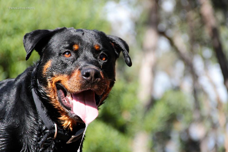 Arfar: um sinal de contentamento ou de problemas | O MUNDO DO LUCAS