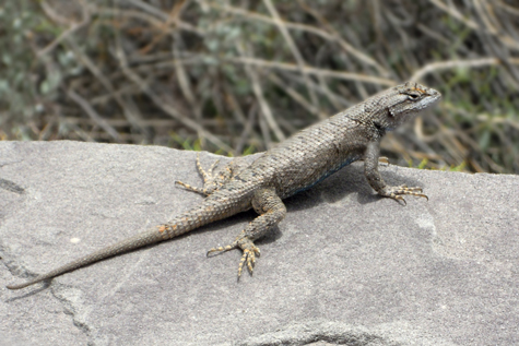 LSquared Imaging: Alligator Lizards In The Air, In The Air.......