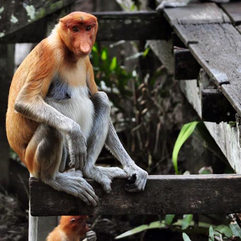 S T i l e T To: Proboscis Monkeys at Lubuk Bay