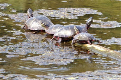 Mr. Bee's Day Hiking Guide: Twenty-Twenty, Step by Step or: Walking ...