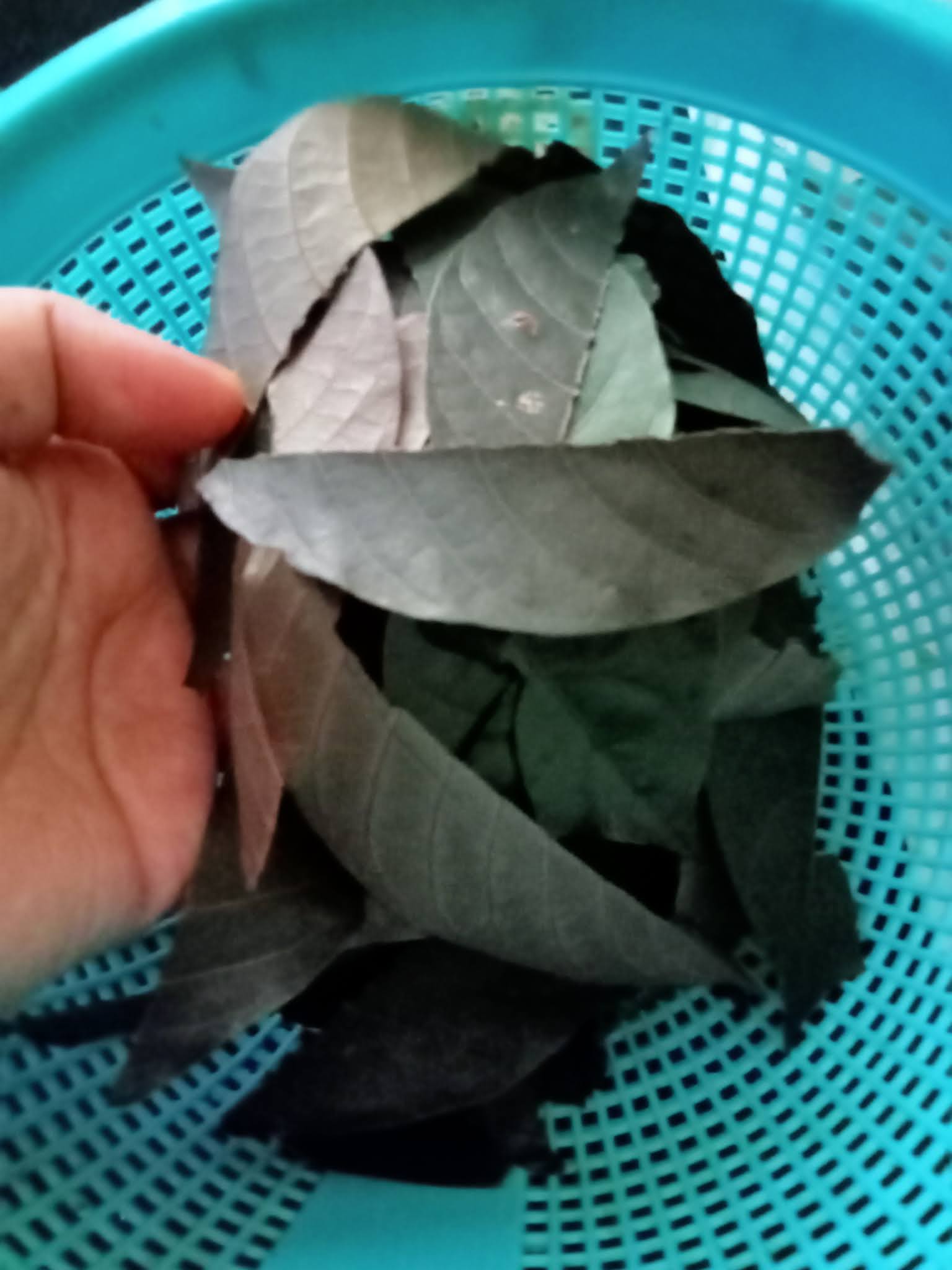 Inilah Rupanya Daun Puding Hitam Untuk Rendang, Jangan Silap Ye ...