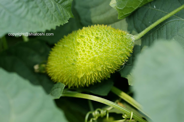 shiatoshi: Kakrol Or Spine Gourd ,Cultivation ,Care, Use and its ...