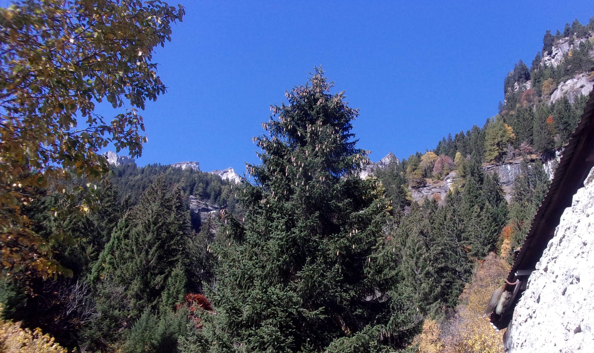 la baita della nonna: Antillone e le sue ninfee