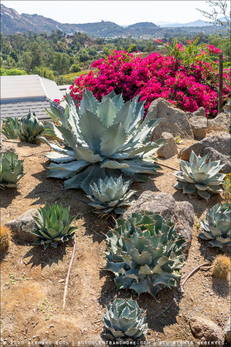 Jeremy Spath's Hidden Agave Ranch: the grounds