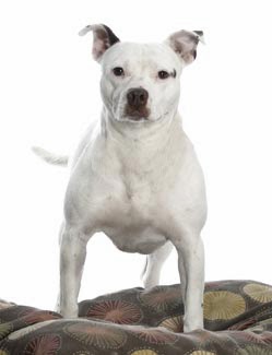Talking Dogs at For Love of a Dog: Adopt a Dancing Pit Bull Dog: Trix
