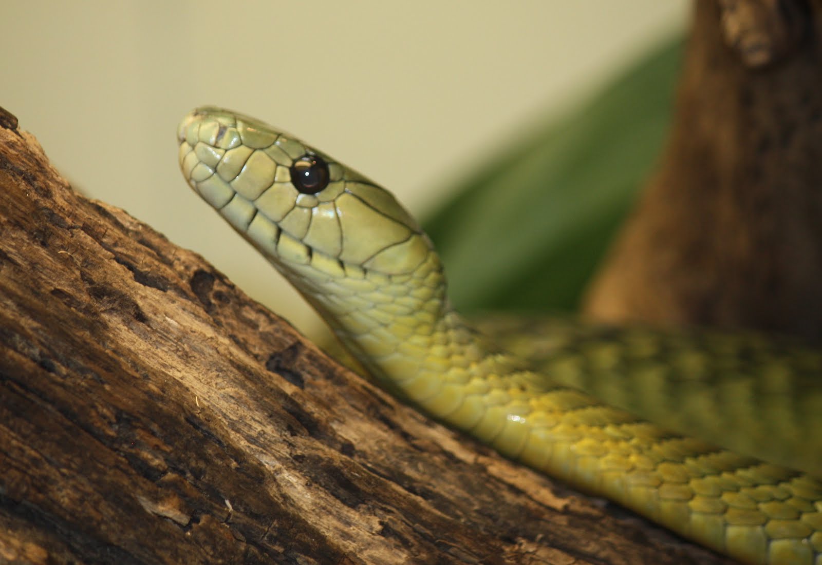 LA ANIMALOPEDIA: SERPIENTE KRAIT AZUL (BUNGARUS CANDIDUS)