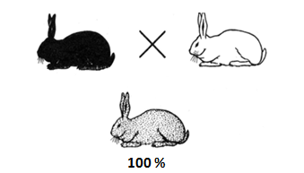 ბიოლოგი ნინო ჭიჭინაძე: შემაჯამებელი სამუშაოები