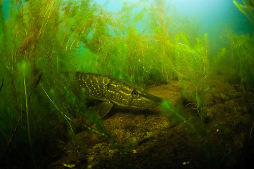 La naturaleza en Extremadura: Lucio Europeo (Esox Lucius)