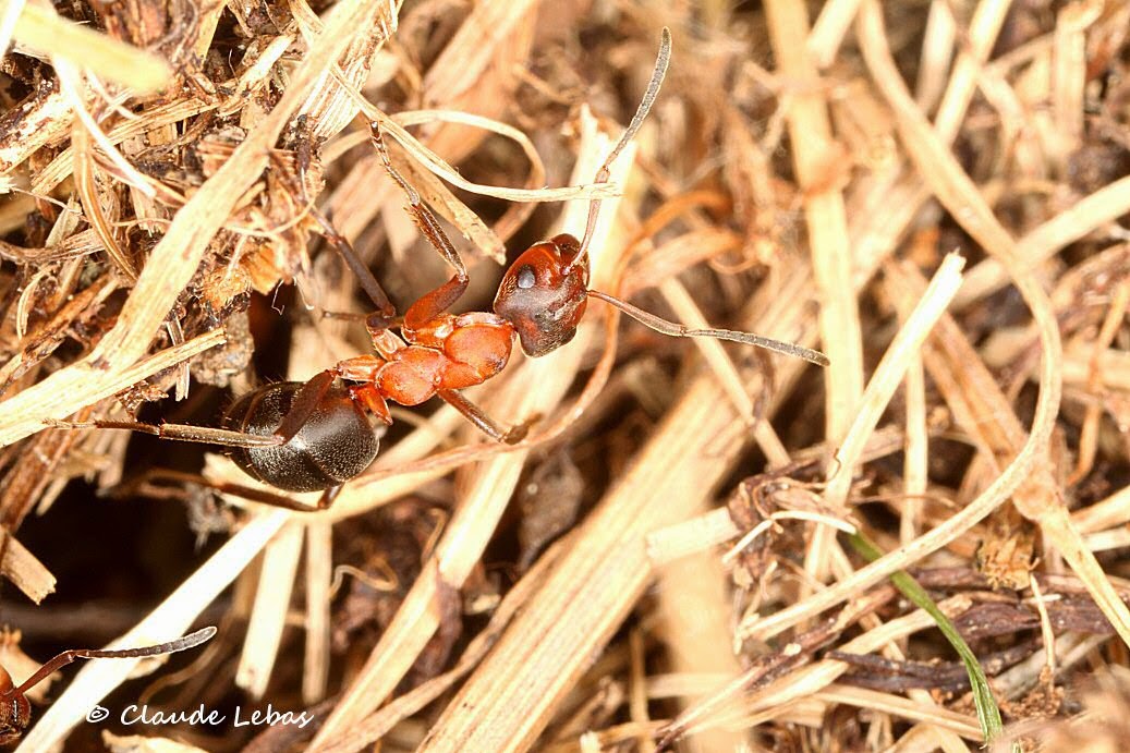 fourmis du genre Formica: Le genre Formica