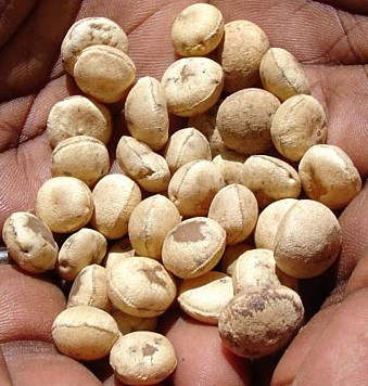 ඉඟිනි [Igini] (Strychnos potatorum) ~ අපේ ඔසුපැළ Medicinal Plants of ...