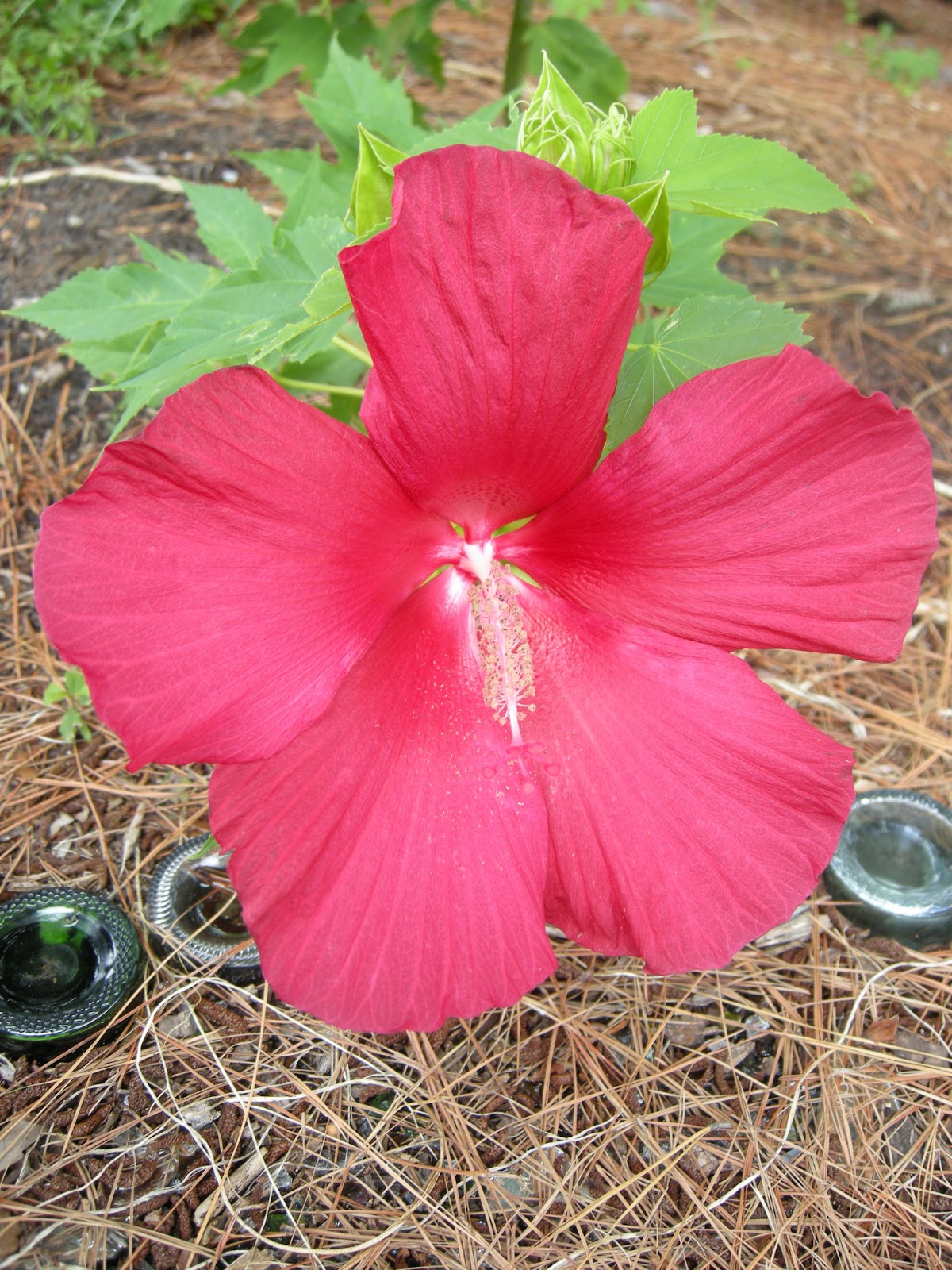 Kitchens Are Monkey Business: Rosie's Garden.