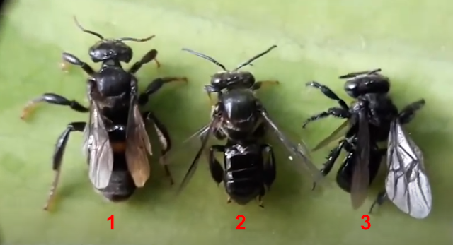 Mengenal Lebih Dekat Lebah Klanceng - Symphony Forestry