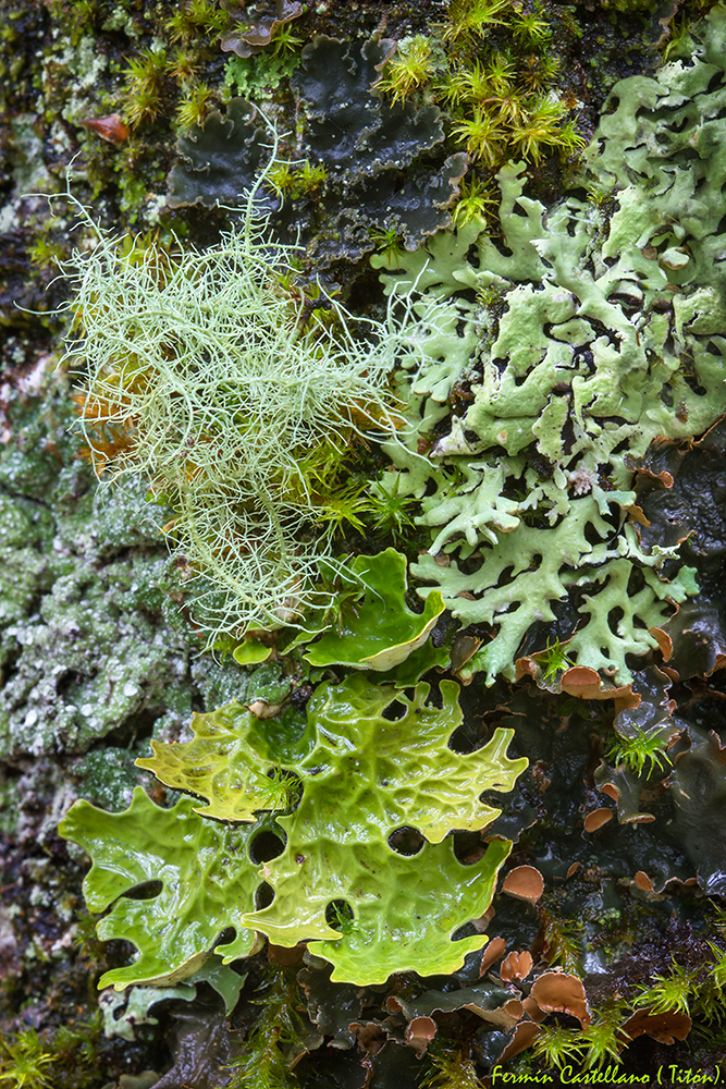 ASILVESTRAO: EL PARAÍSO DE LOS LÍQUENES