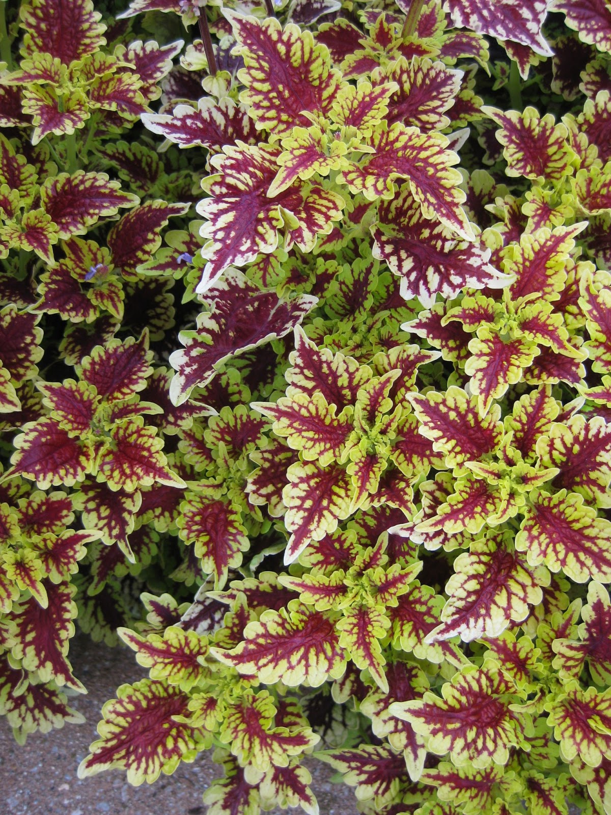 Rotary Botanical Gardens - Hort Blog: Sensational Solenostemon (Cool ...