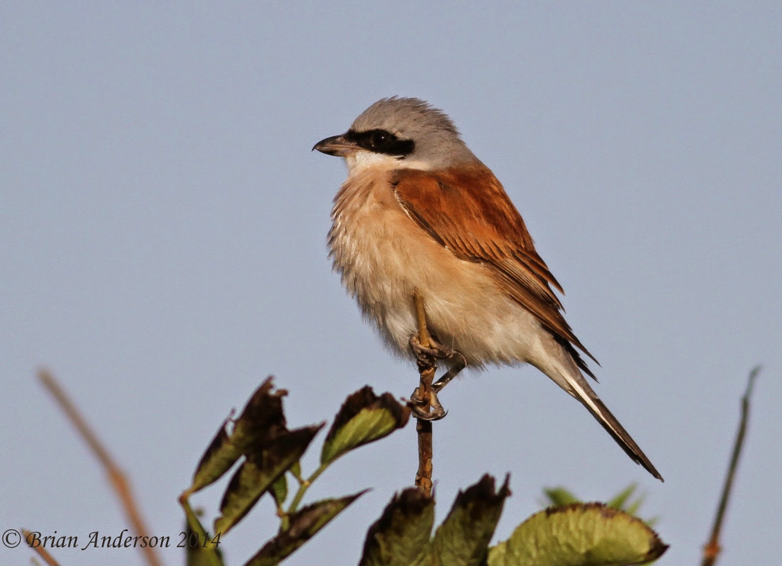 Brian's birding blog: More Red-backed Shrike
