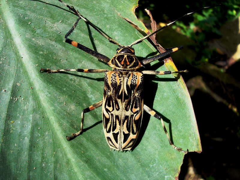 Biota Colombiana: Acrocinus longimanus; Escarabajo Arlequin