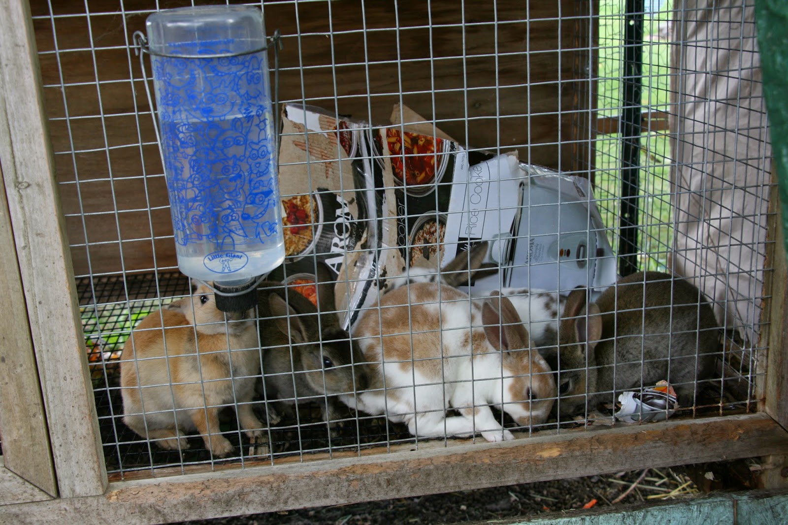 Clever Bunnies: A Quartet of Rabbits