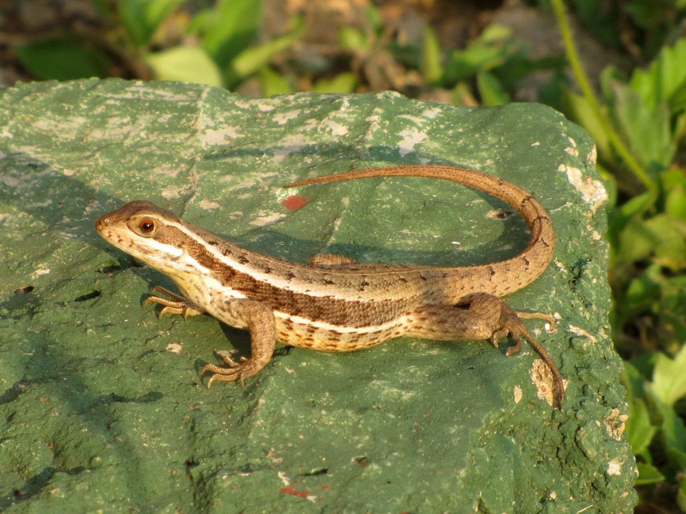 North Shore Nature: Some Cuban lizards
