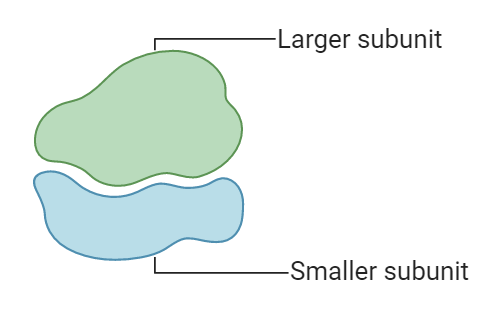 Ribosome Function | Structure, Diagram and Ribosome Factory