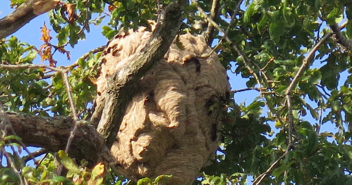 QUINTES-Mirador del Cantábrico: Nido gigante de avispa asiática en ...