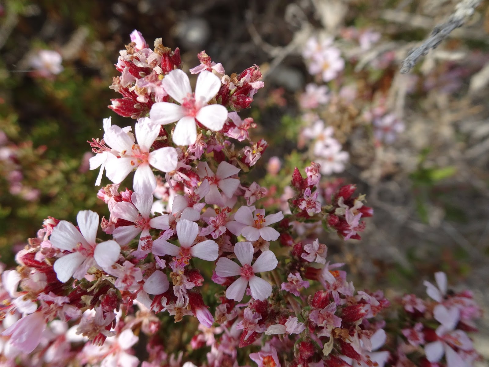HERBARIO VIRTUAL DE BANYERES DE MARIOLA Y ALICANTE: Frankenia corymbosa ...