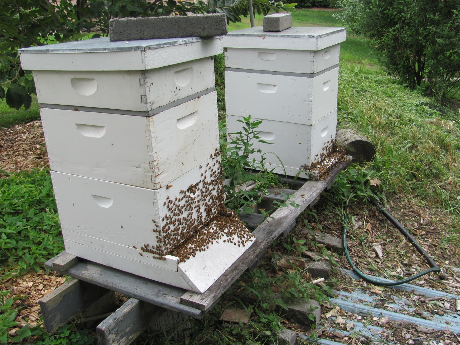 Steven's Bees: Lots of bees in Sutton