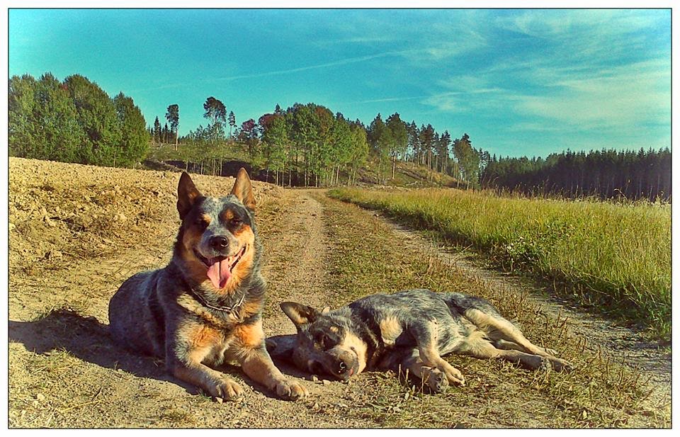 Australiankarjakoira Akke: ARTIKKELI AUSTRALIANKARJAKOIRAN LUONTEESTA