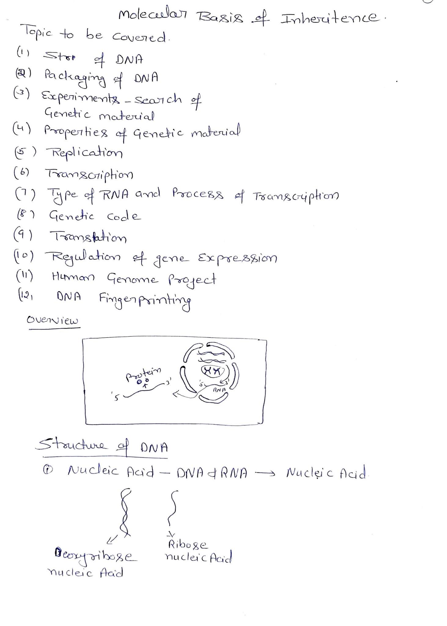 Molecular basis of Inheritance class 12 notes - Studypur