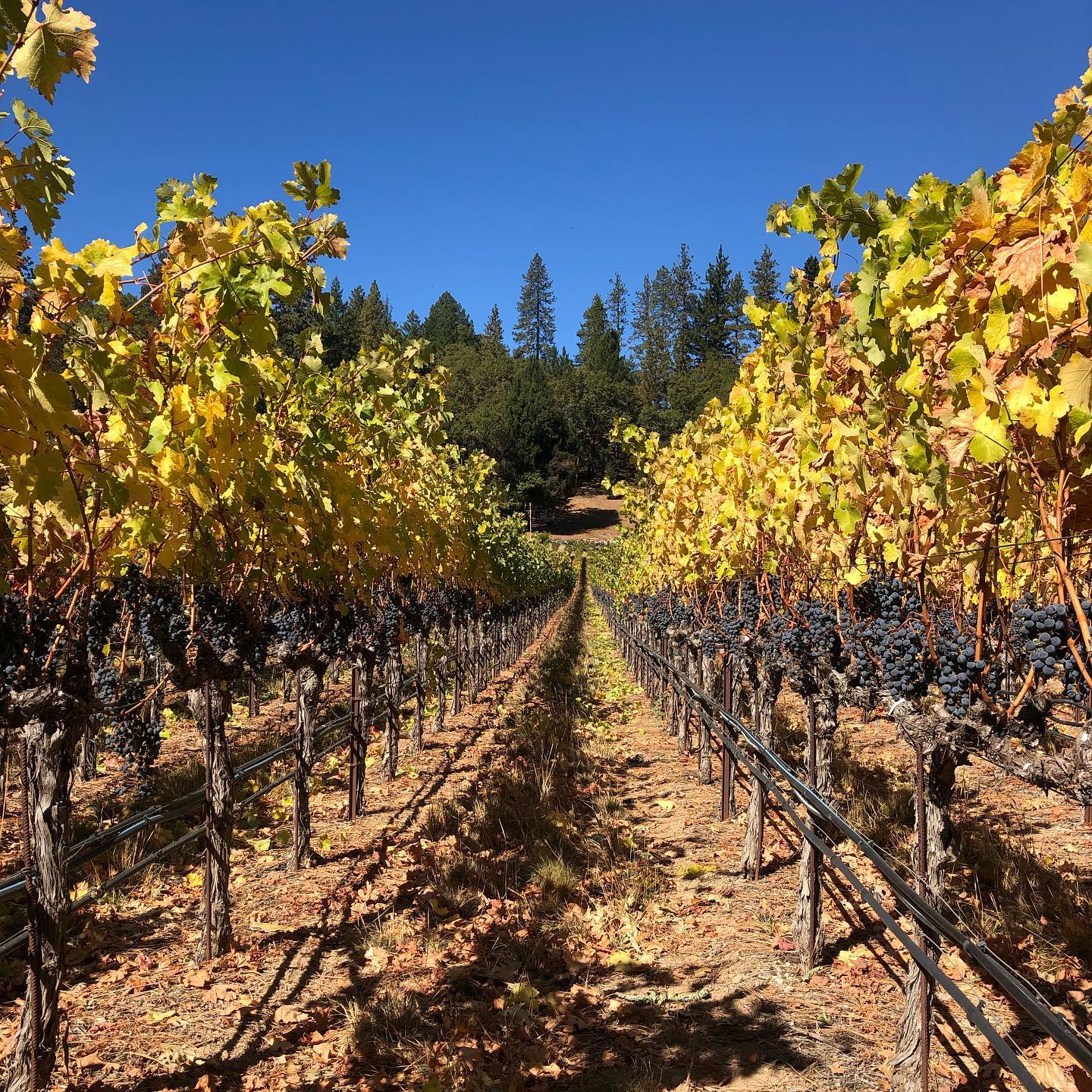 The Wine Write: A Conversation With Casey Stringer of Stringer Cellars