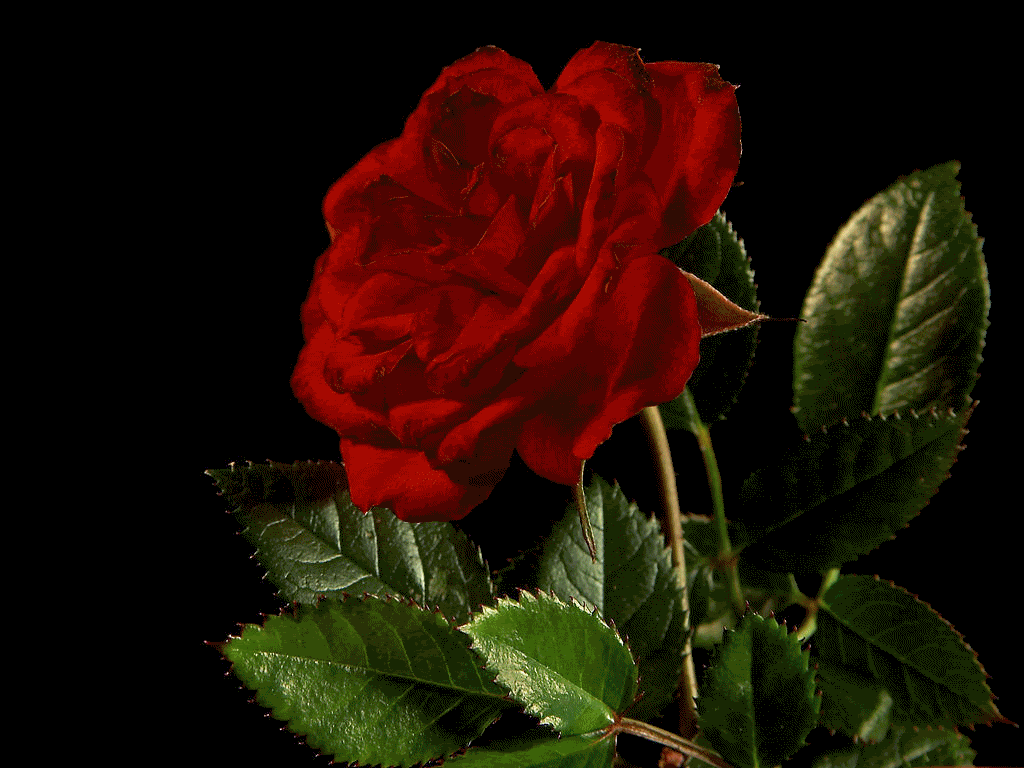 AKI GIFS: Gifs animados de Rosas