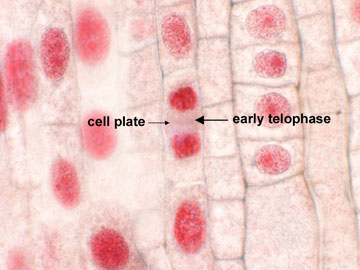 Mitosis | Careers-Biotech