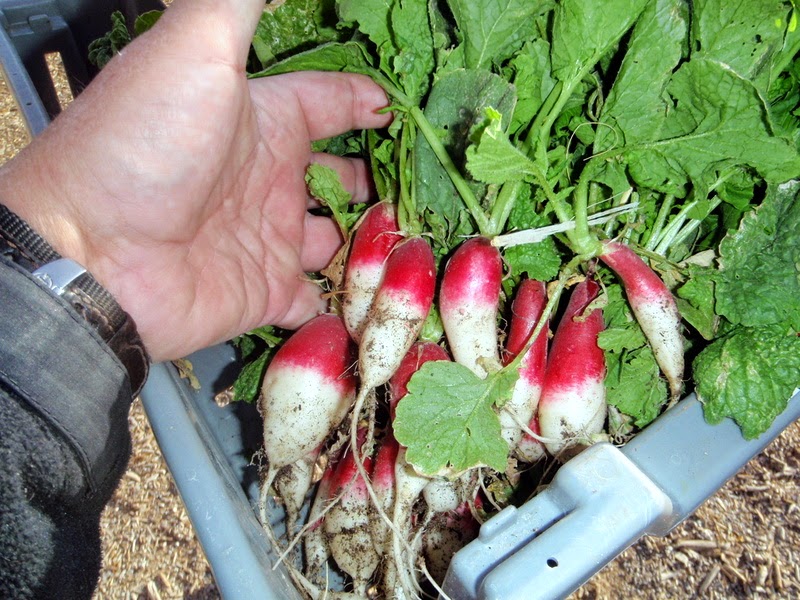 Xtremehorticulture of the Desert: Radishes Should Be Planted When ...