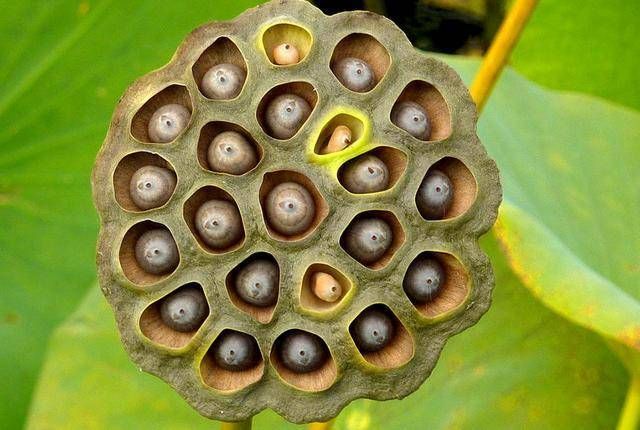 The Most Disgusting Things Known To Mankind ~ NEWSOLOGIES