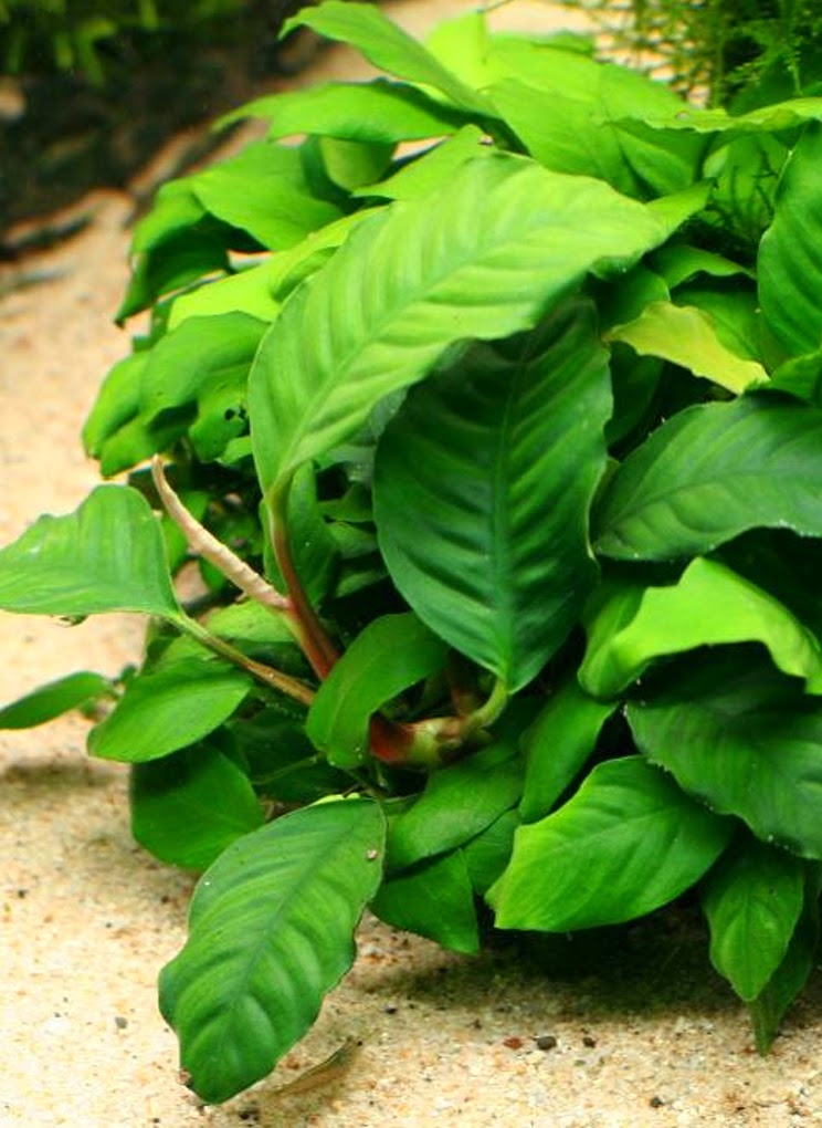 Anubias Coffeefolia ~ AquaStigma