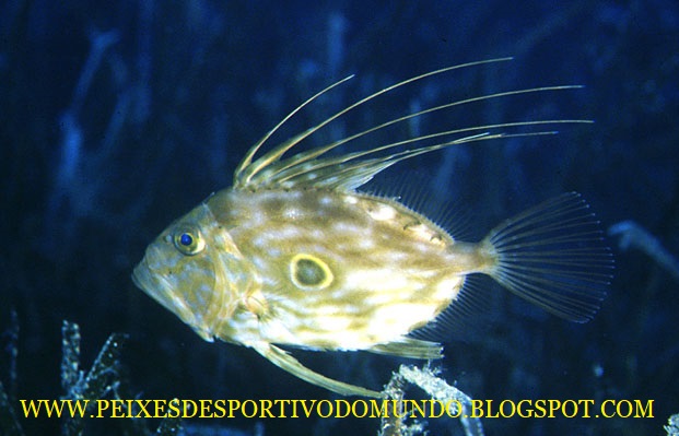 PEIXES DESPORTIVOS DO MUNDO: O PEIXE GALO - Zeus faber ( Linnaeus, 1758 )