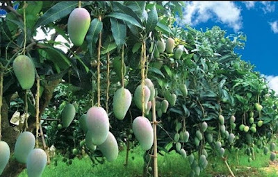 Pola Interaksi Makhluk Hidup di Ekosistem: Simbiosis, Kompetisi ...