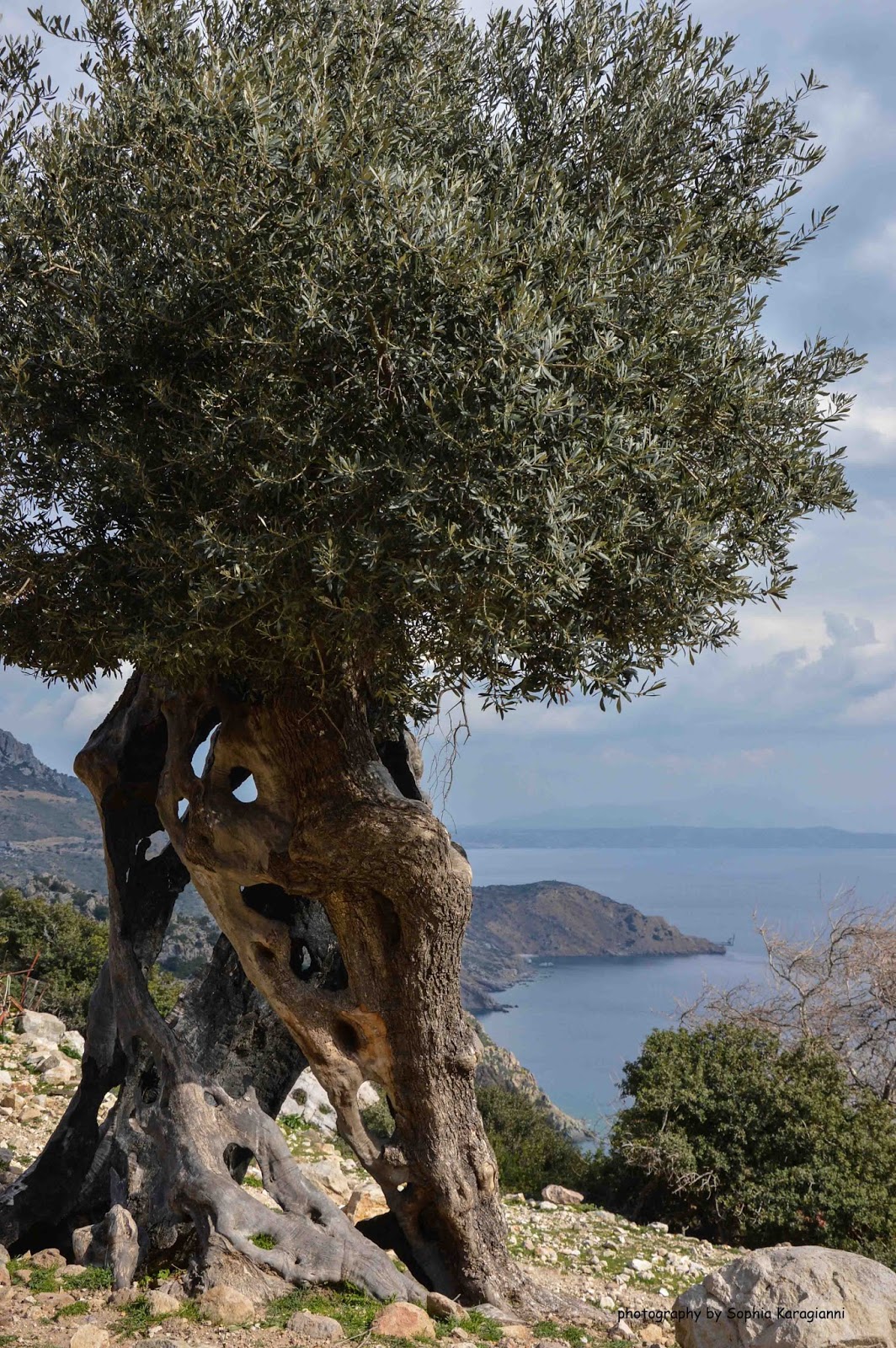 Kos through my eyes-Η Κως μέσα από τα μάτια μου: Ιουνίου 2015