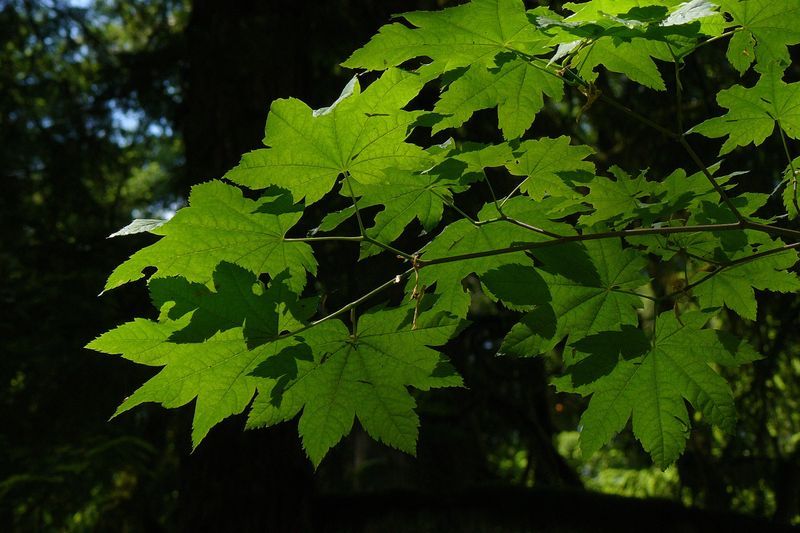 Future Plants by Randy Stewart: MAPLES - The Native Ones