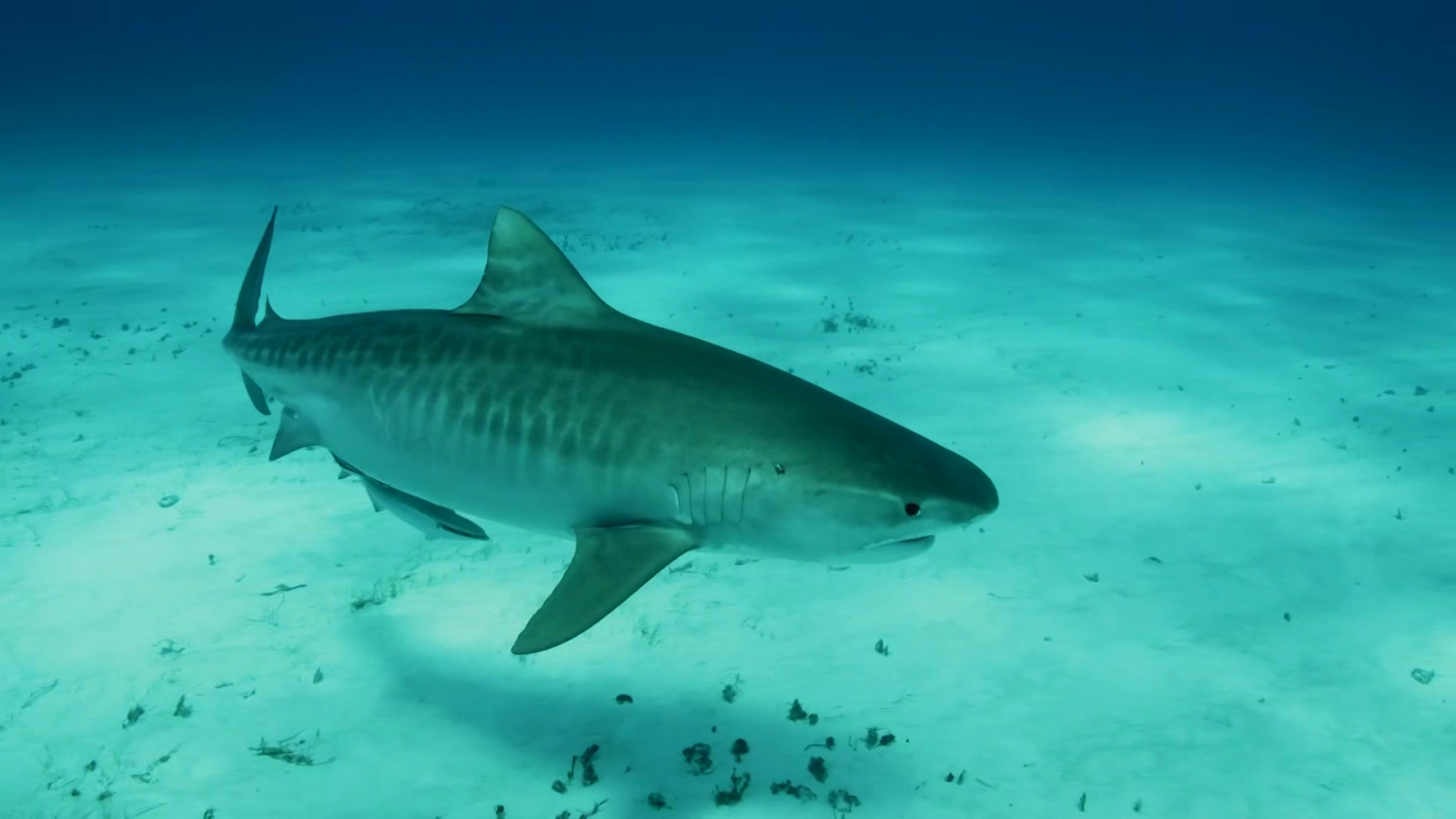 Asadal: BBC Blue Planet Revisited 1/2: A Sharks Tale (2020)